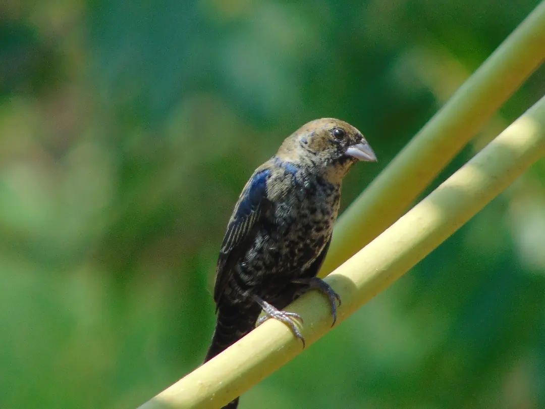 Tiziu - Desenvolve Parauapebas - Amazônia